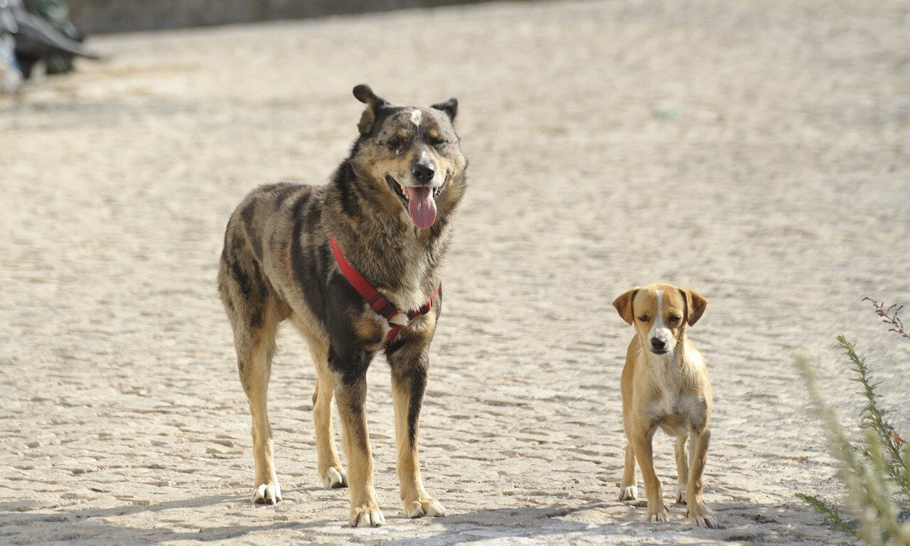 Streunerhunde - Tierschutzverein Dresden e.V.
