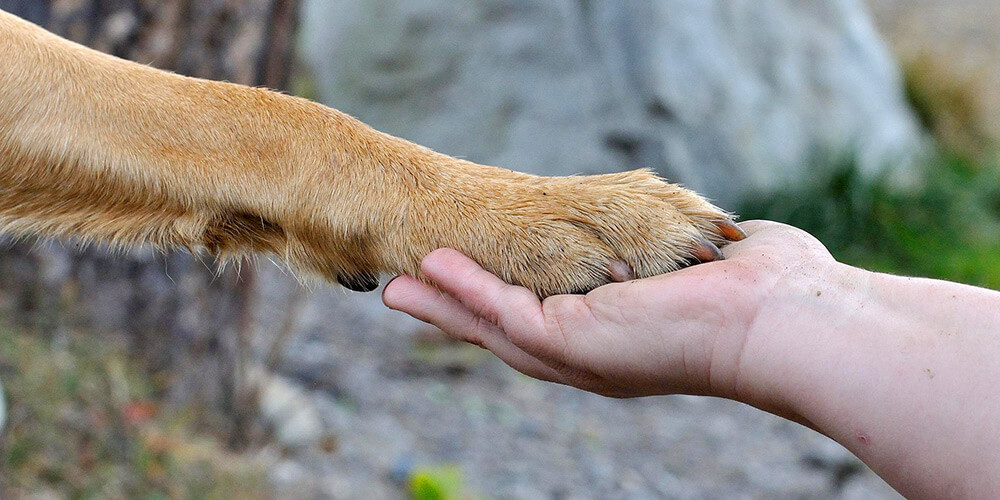 Tierrecht in Deutschland - Tierschutzverein Dresden e.V.
